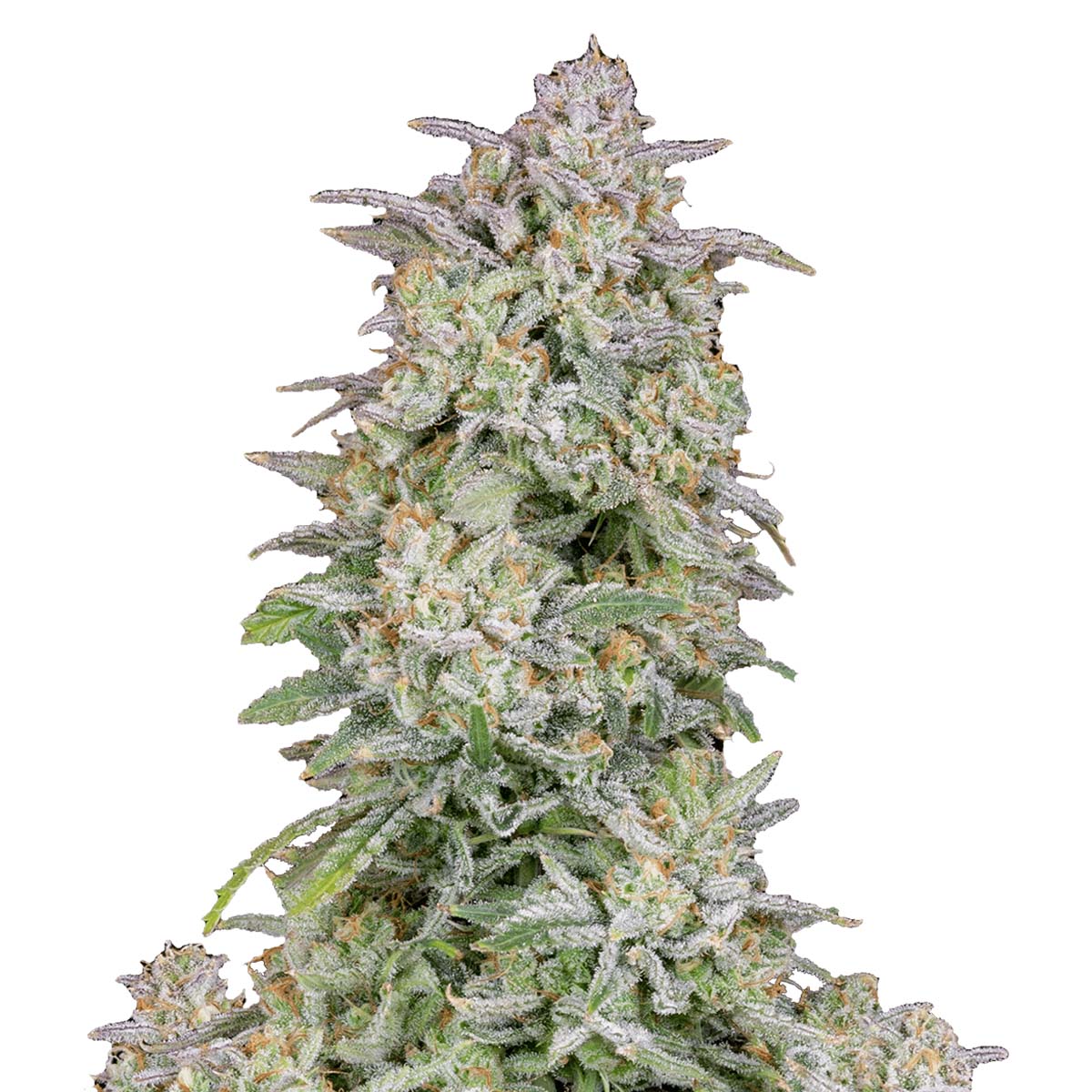 Forbidden Runtz Auto Weed Strain Information | Leafly